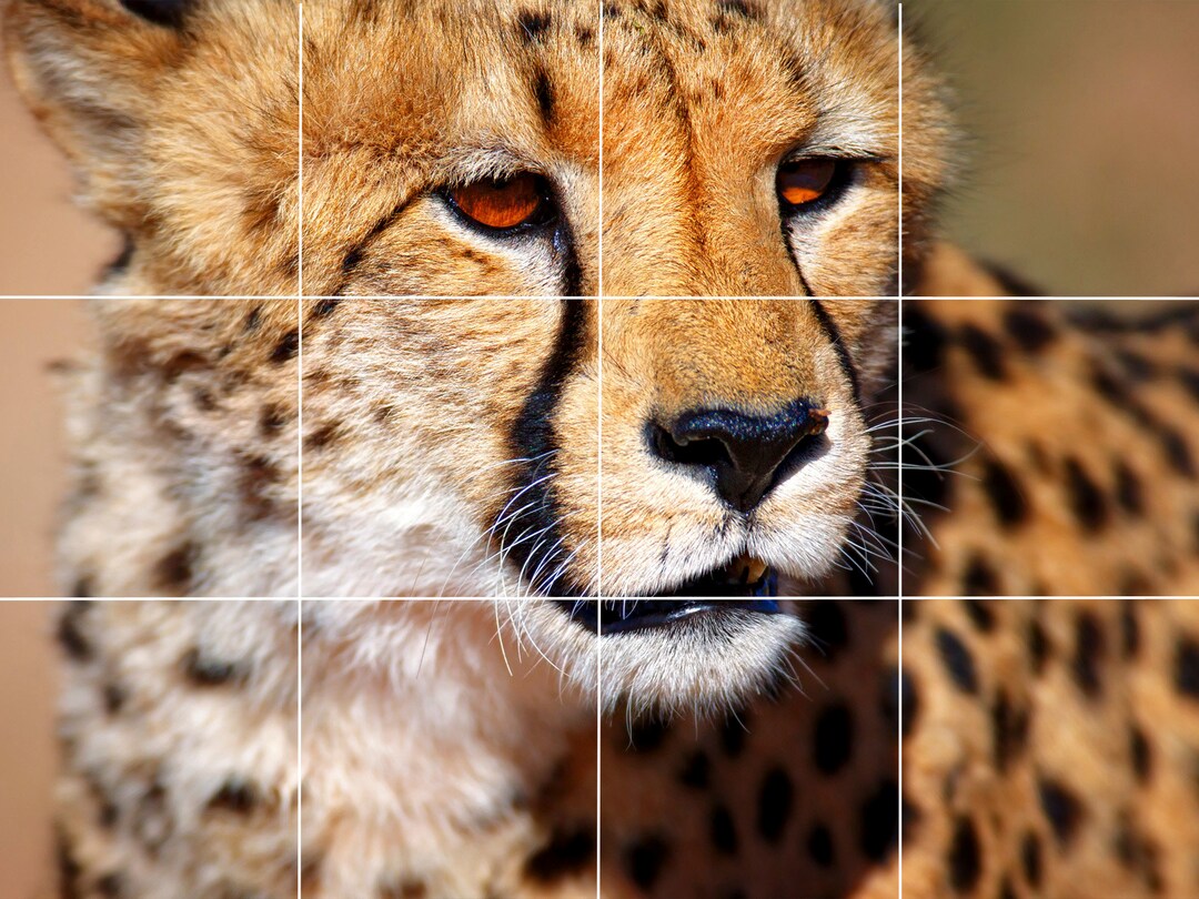 Cheetah Up-close Portrait Wildlife Ceramic Tile Art Mural Kitchen ...