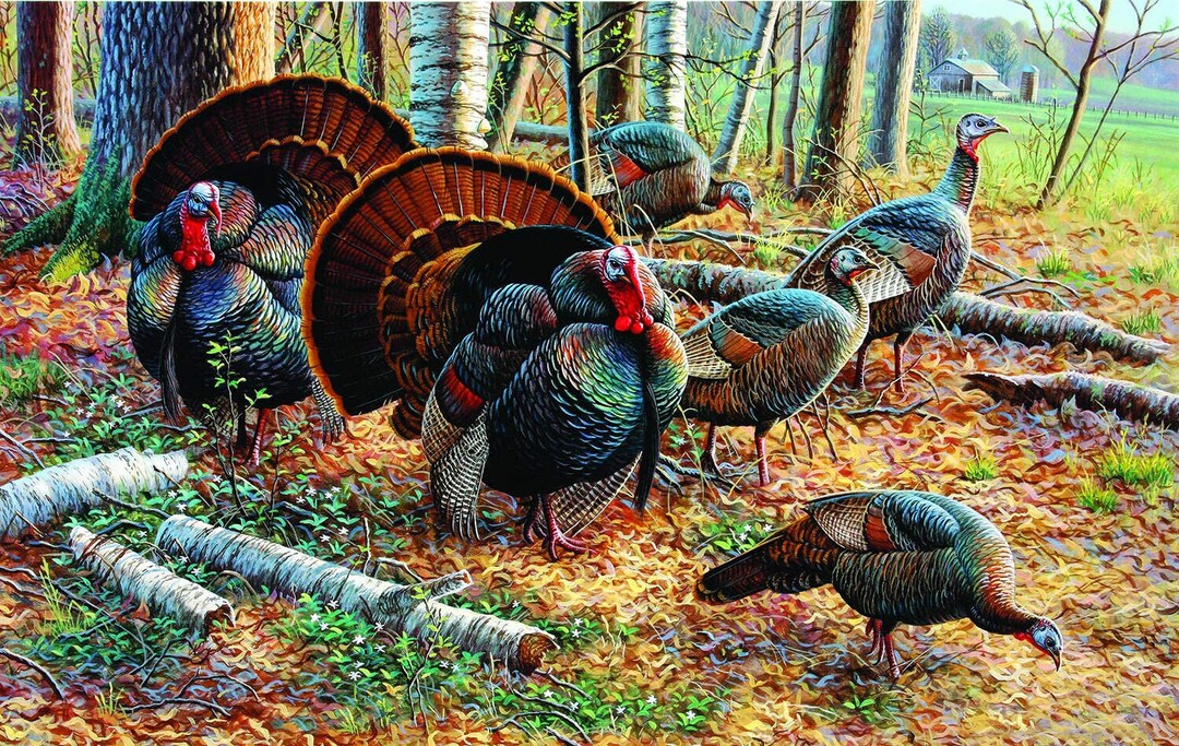 Framed Canvas Art Print Painting Wild Turkeys Game Bird Wildlife - Etsy