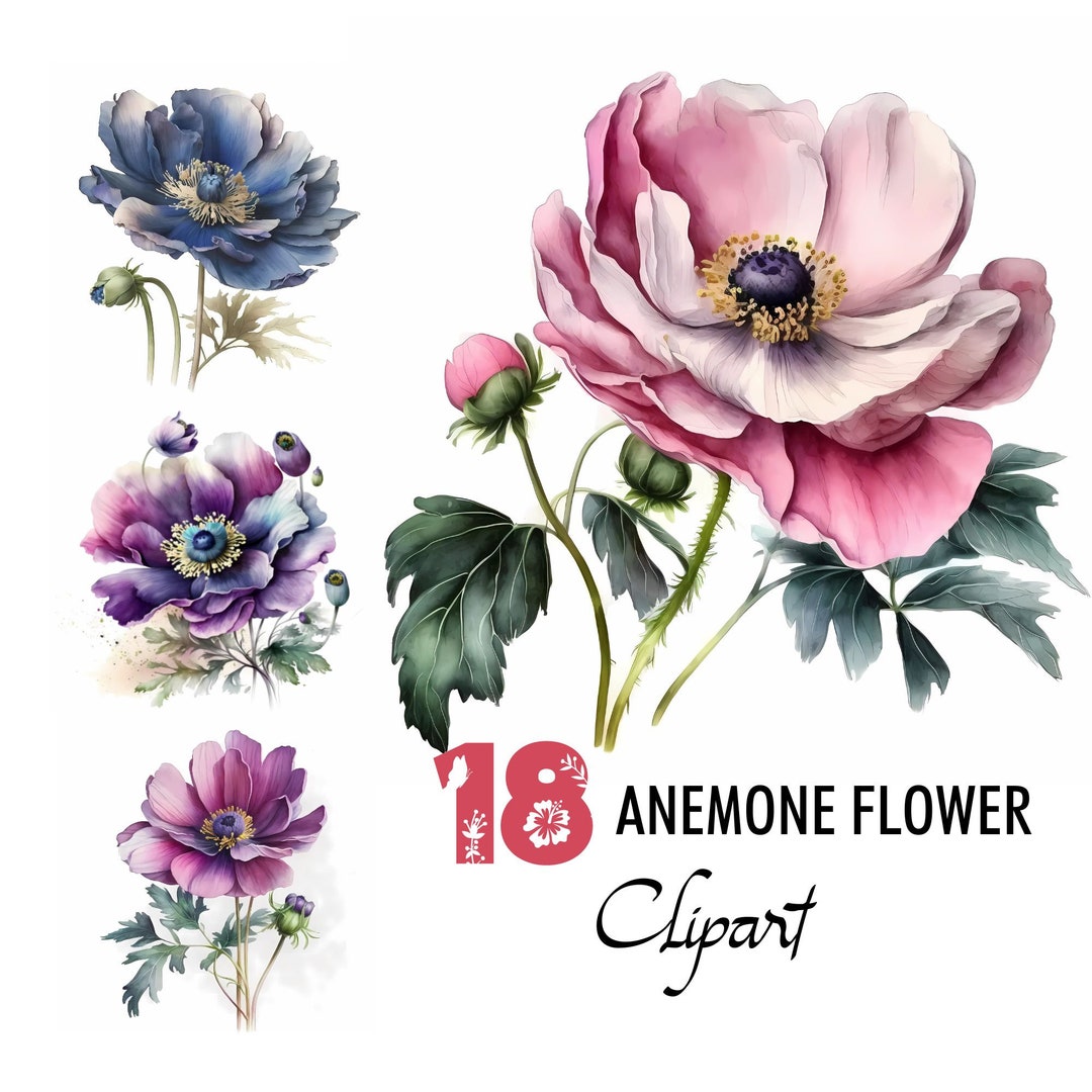 18 Anemone Flower Clipart Watercolor Illustration Floral Digital Image ...