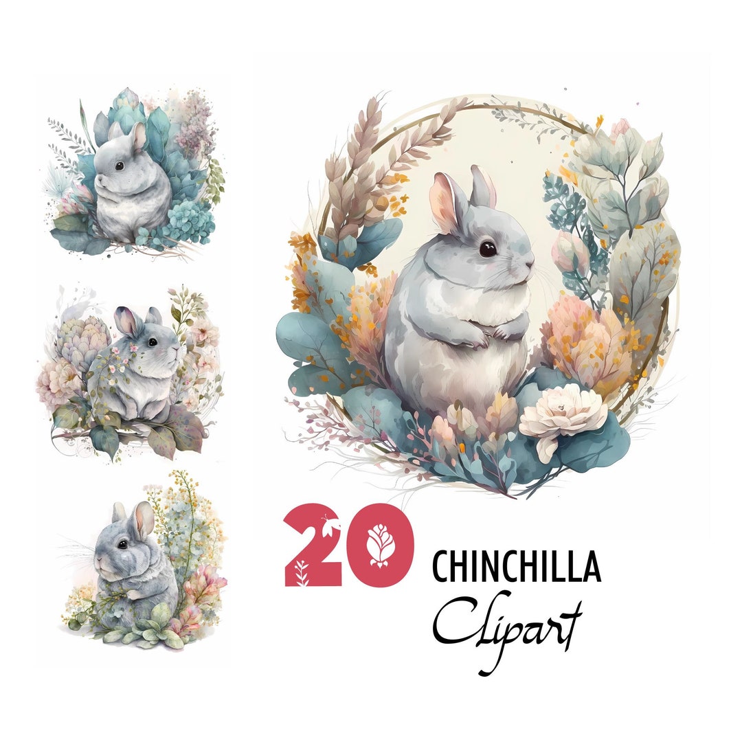 Cute Chinchilla Clipart Animal Rodent Digital Illustration Paper ...