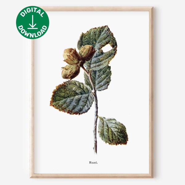 Hazelnut Illustration - Etsy
