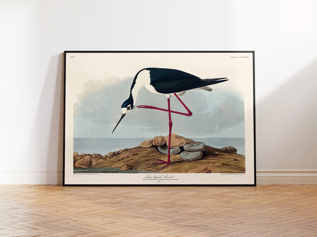 Long Legged Avocet Wildlife Illustration Print Audubon Birds John James ...