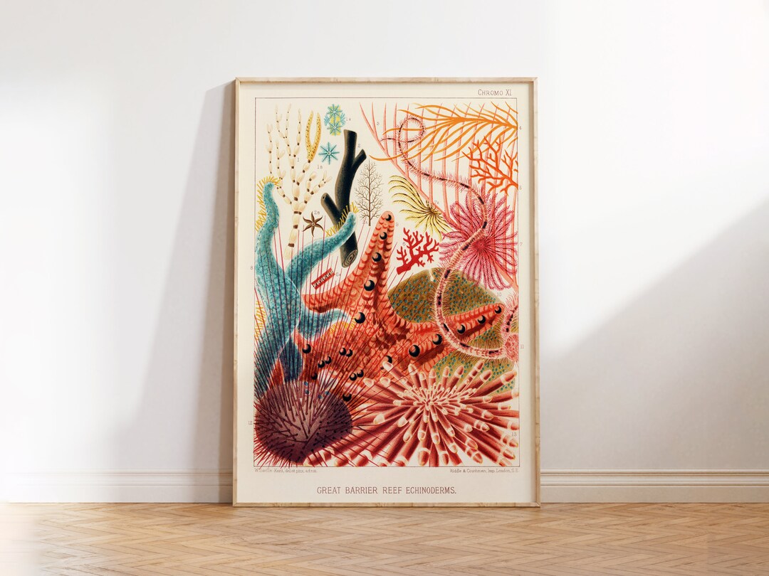 Echinoderms Reproduction