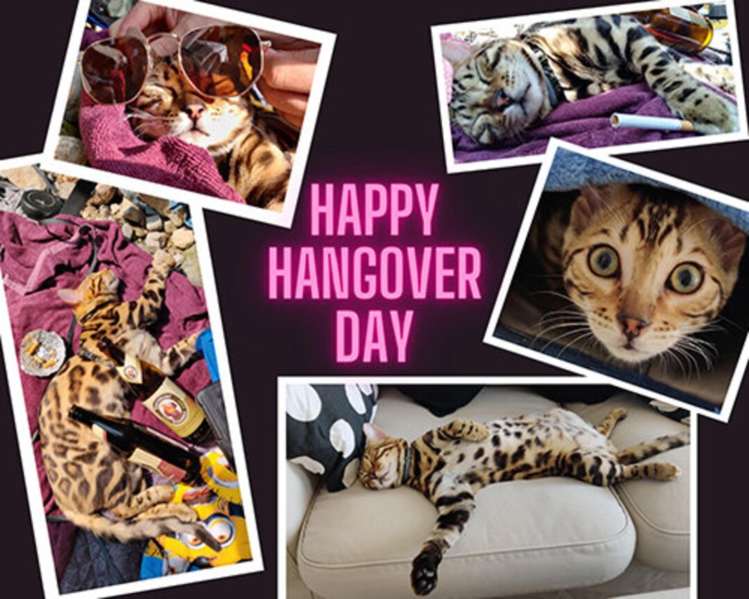 Beatiful, High Resolution Picture of a Bengal Cat in Hangover | Cat ...