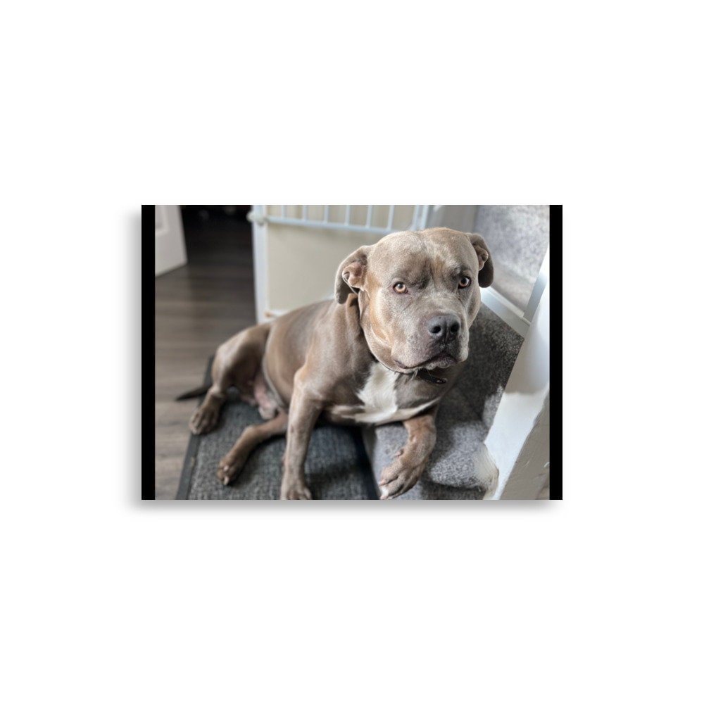 Dog ART, Rocco the American XL Bully Poster - Etsy