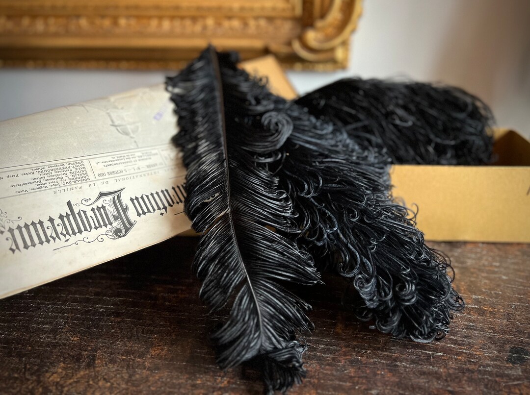 Antique Ostrich Feathers, Set of Three Black Hat Feathers From Ca 1900 ...