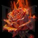Rose on Fire PNG | Rose Sublimation Design | Trendy Rose PNG | Hand ...