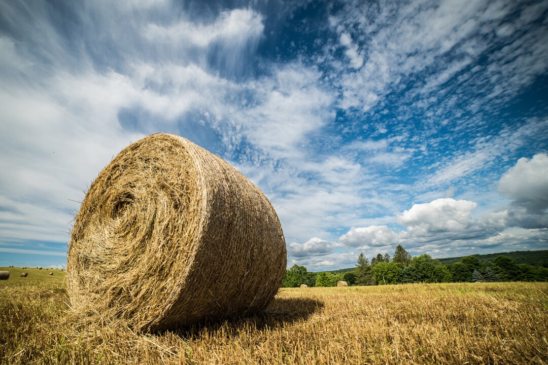 Farm Field Landscape, Country, Rustic, Country Decor, Blue Skies ...