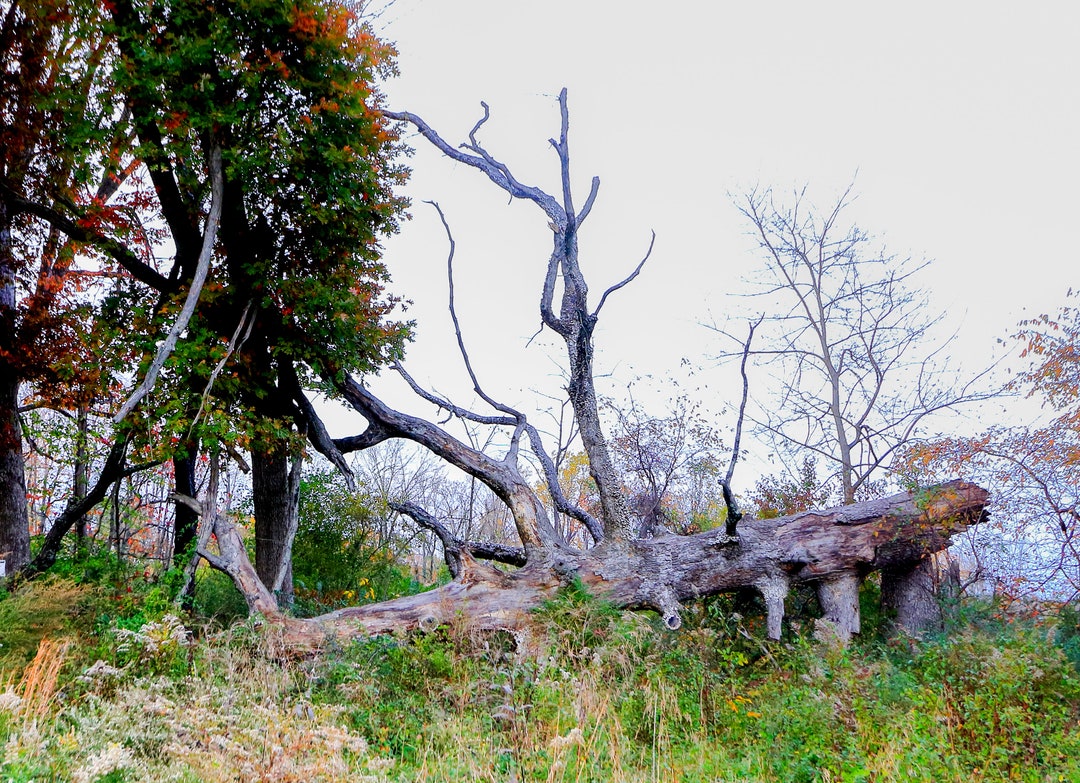 Downed Tree in the Park, Photographs, Photos, Prints, Photography - Etsy