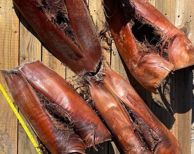 Palm Tree Bark/husk...not for Isopods - Etsy