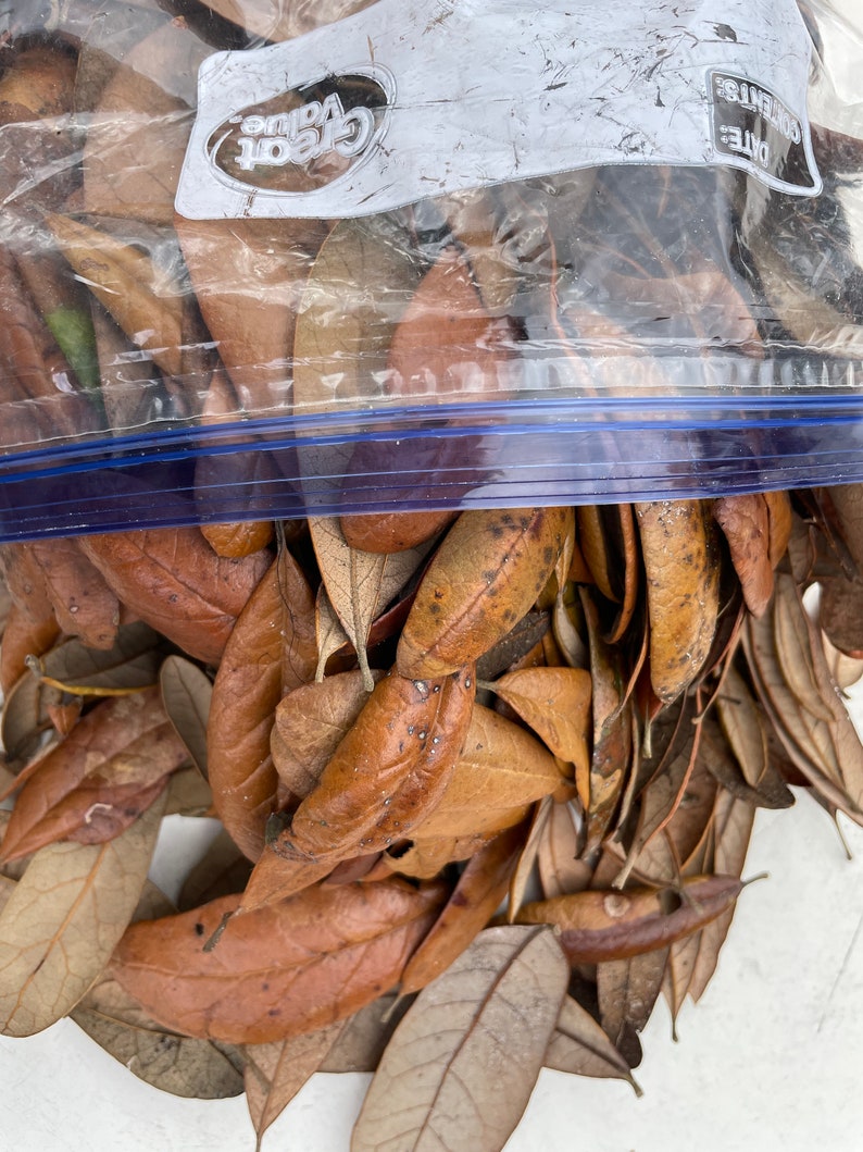 Florida Live Oak Leaf Litter: Natural Terrarium Habitat - Etsy