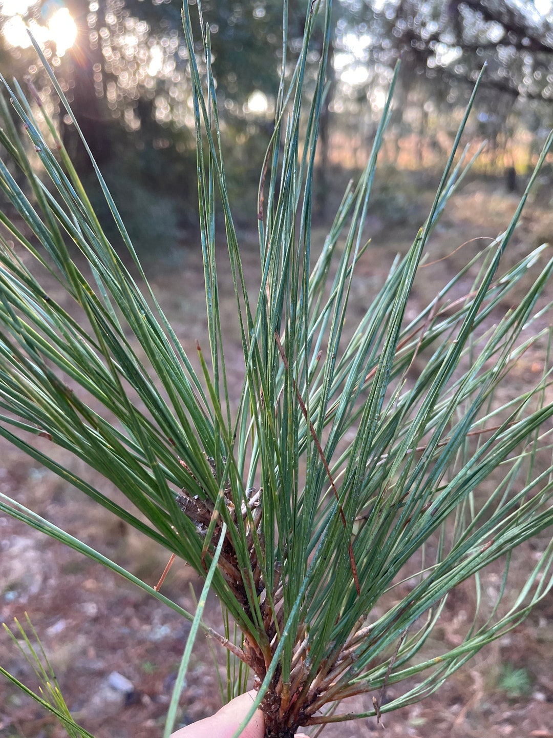 Green Long Leaf Pine Needles for Tea, Weaving, Coiling Crafting From ...