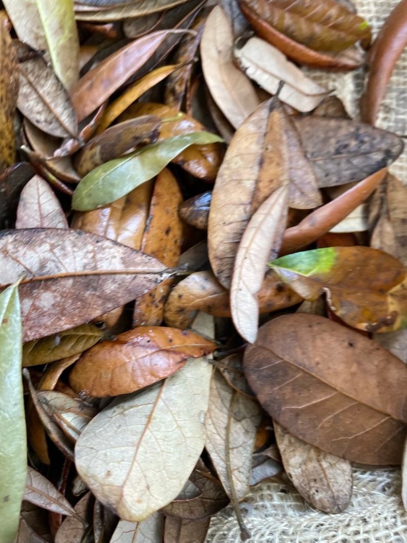Florida Live Oak Leaf Litter: Natural Terrarium Habitat - Etsy