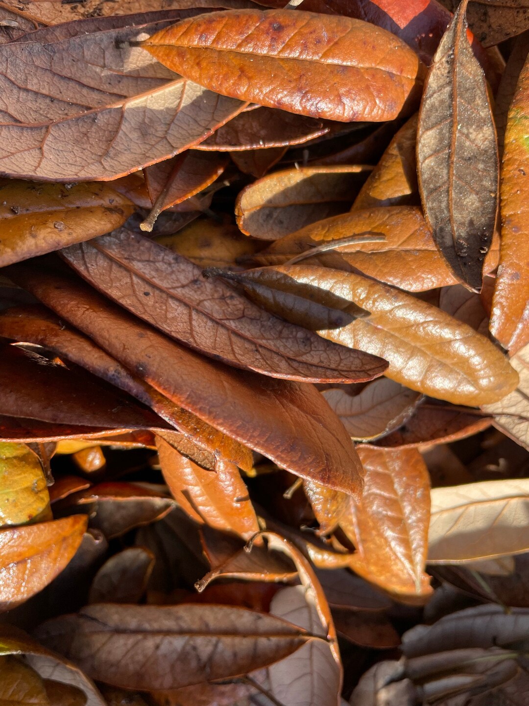 Florida Live Oak Leaf Litter: Natural Terrarium Habitat - Etsy
