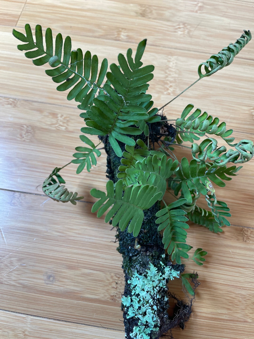 Live Resurrection Ferns on Fallen Branch or Decomposed Branch/ Leaf ...