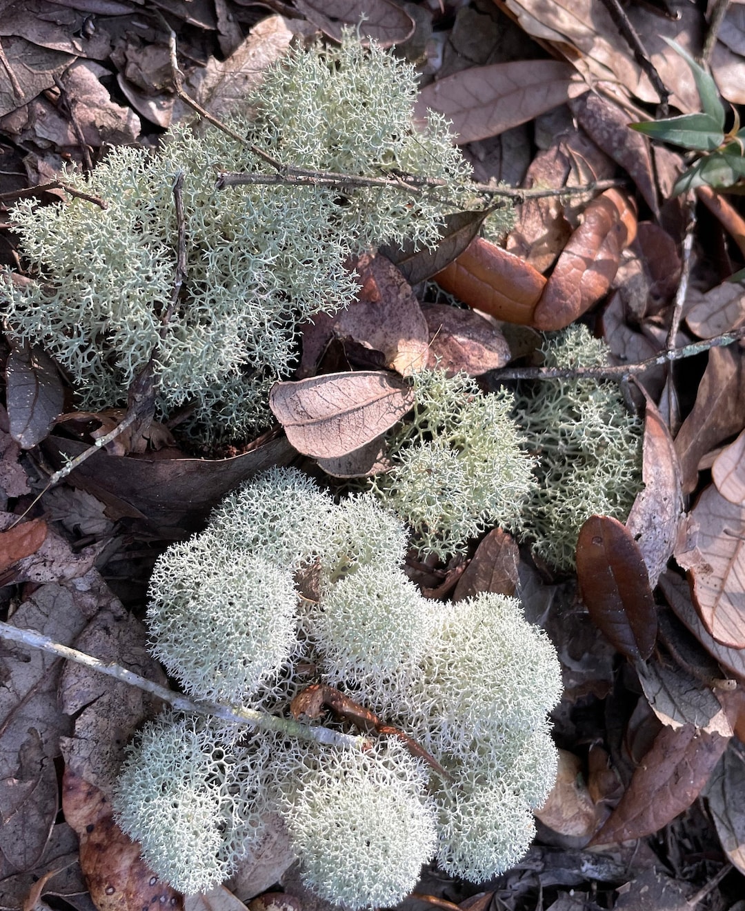 Live Reindeer Moss: Natural Cladonia Rangiferina Lichen - Etsy