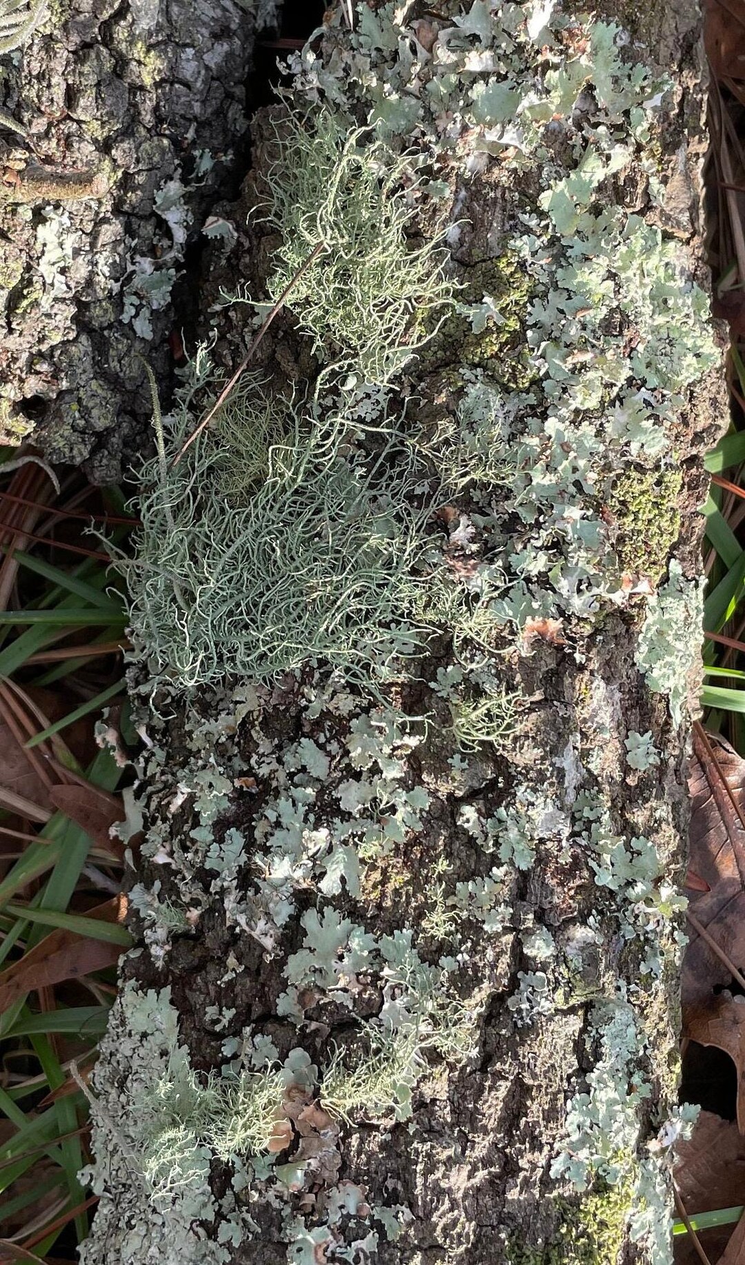 Live Lichen Bark Pieces: Fairy Garden Habitat Decor - Etsy