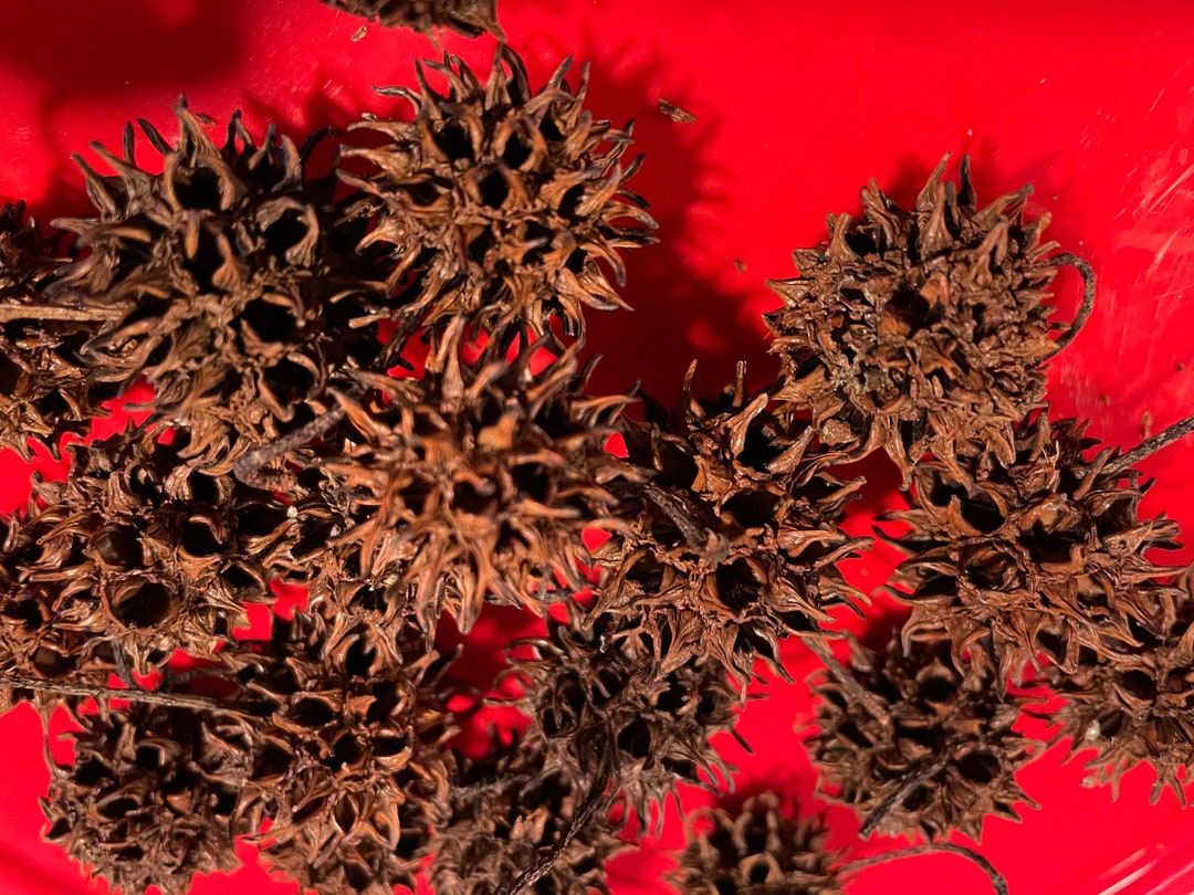 Sweet Gum Tree Balls / Pods, Witch’s Burrs- Free Shipping - Etsy
