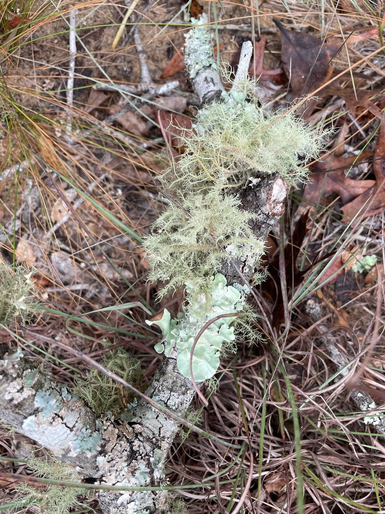 Live Usnea Lichen Twigs: Old Man's Beard Moss for Terrarium Habitats - Etsy