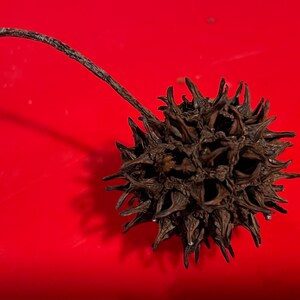 Sweet Gum Tree Balls / Pods, Witch’s Burrs- Free Shipping - Etsy
