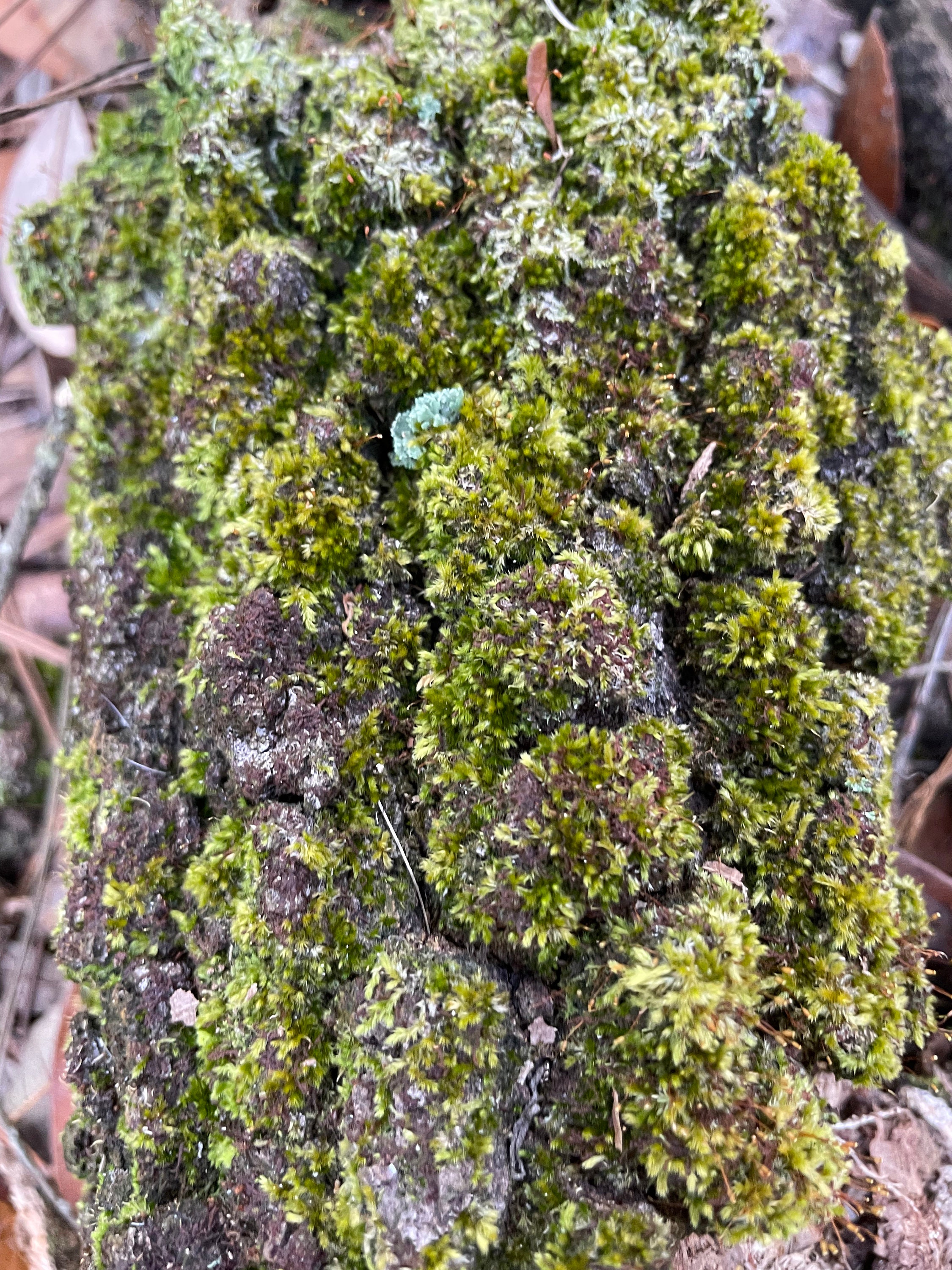 Live Lichen Bark Pieces: Fairy Garden Habitat Decor - Etsy