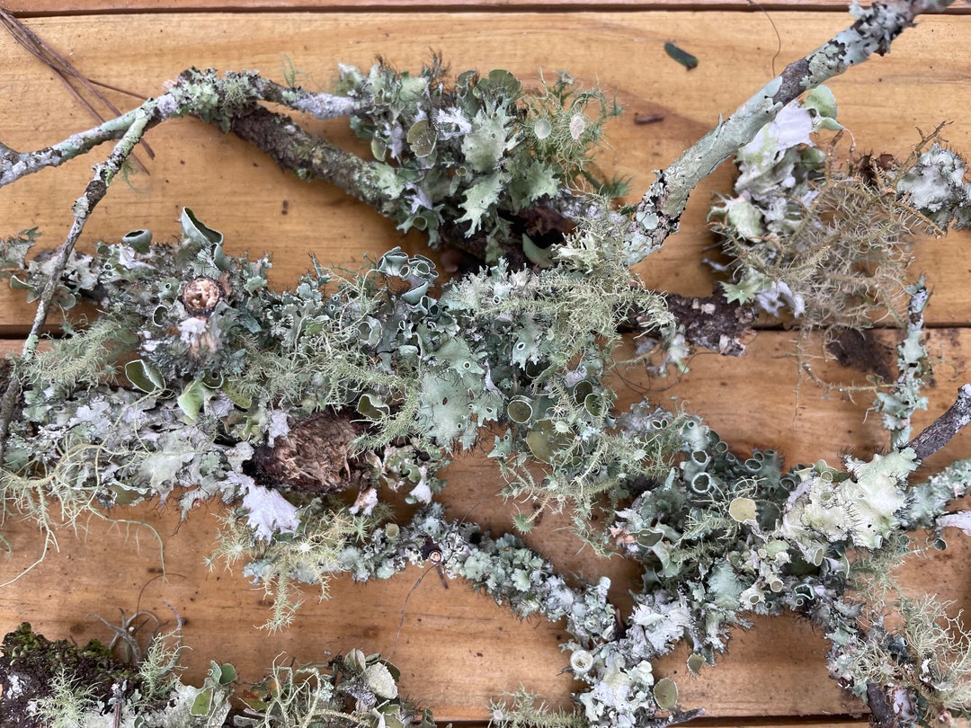 Live Lichen Twigs/ Branches With Air Plants - Etsy