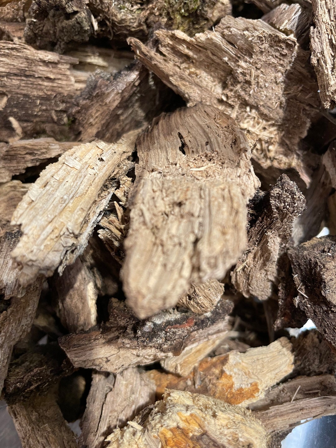 Hard Wood Decomposing Matter “wood Rot”- 1-6 Inch Pieces Free Shipping ...