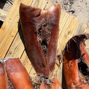 4 Large Palm Bark Pieces, Dried Palm Bark Fiber - Etsy