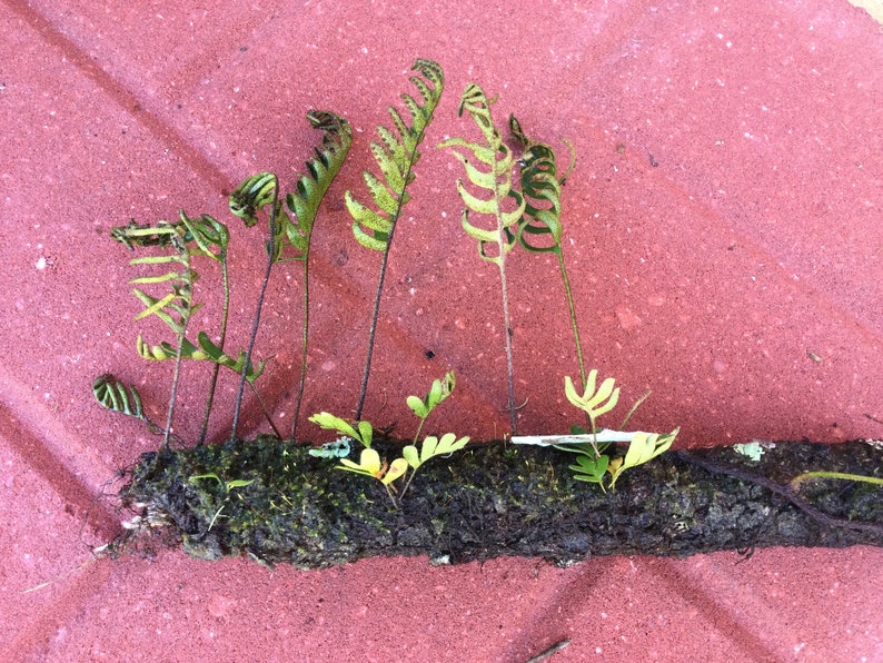 Live Resurrection Ferns pleopeltis Polypodioides Includes - Etsy