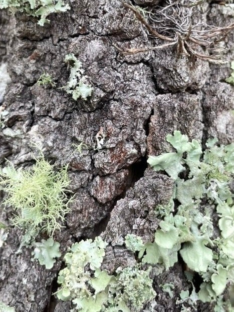 Live Lichen Bark Pieces: Fairy Garden Habitat Decor - Etsy