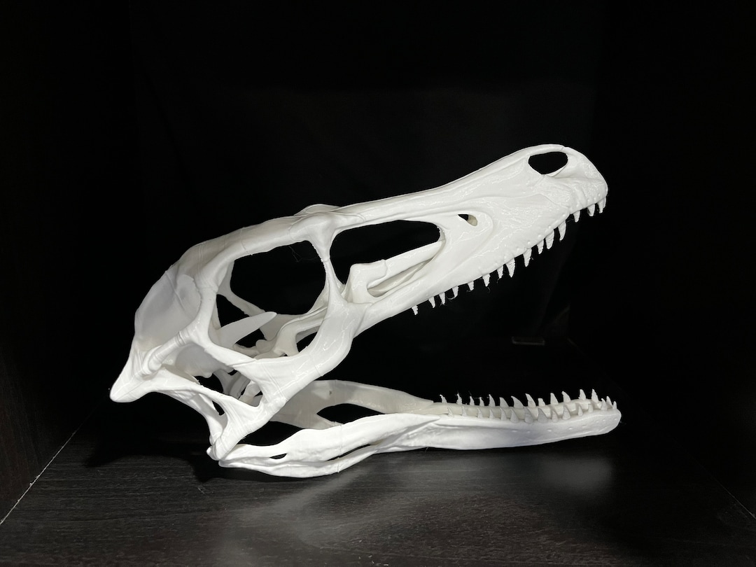 Velociraptor Skull - Etsy