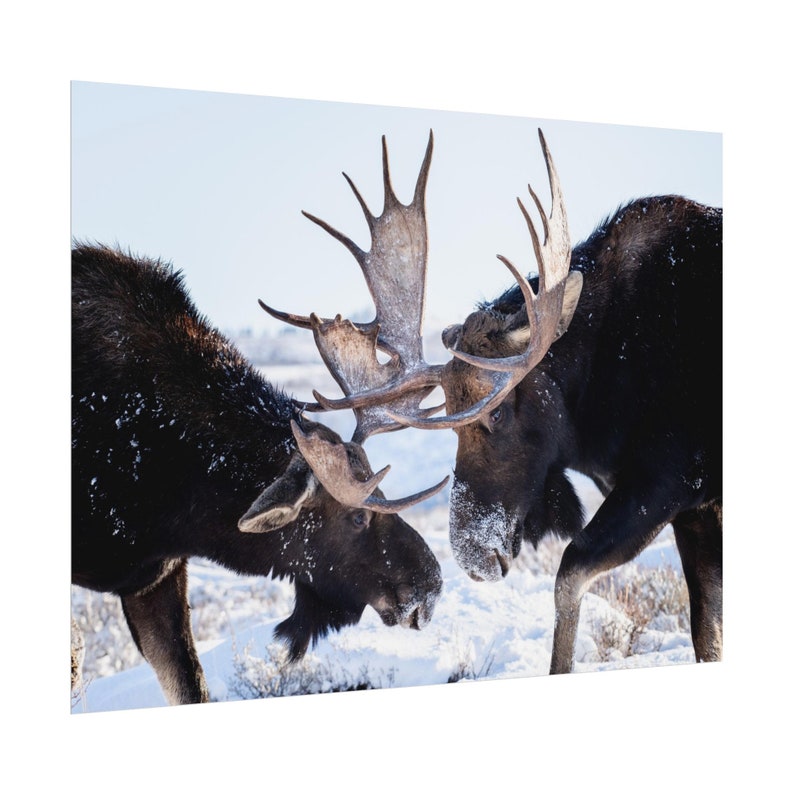 Bull Moose Sparring Winter Scene, Stunning Wildlife Home Decor, Nature ...