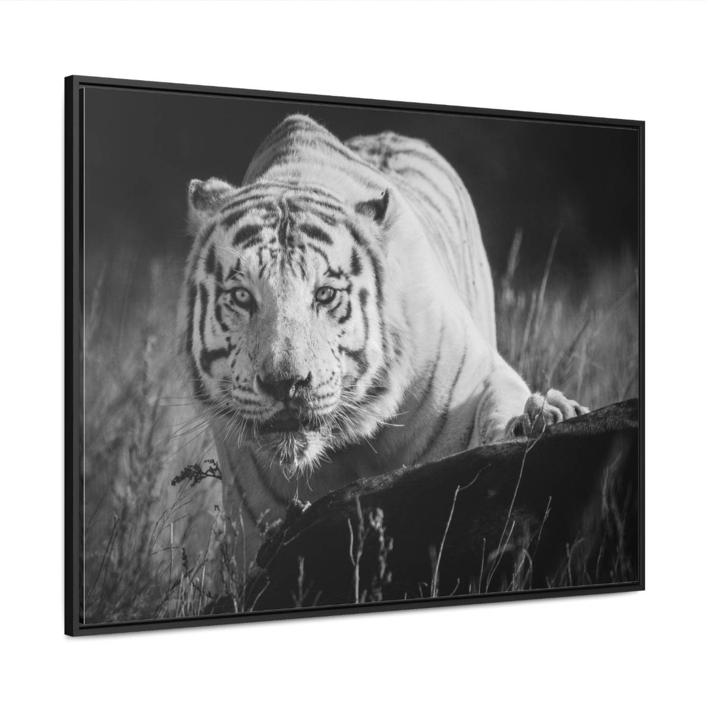 White Tiger Gallery Canvas Wraps Framed Tiger White Tiger Photo Tiger ...