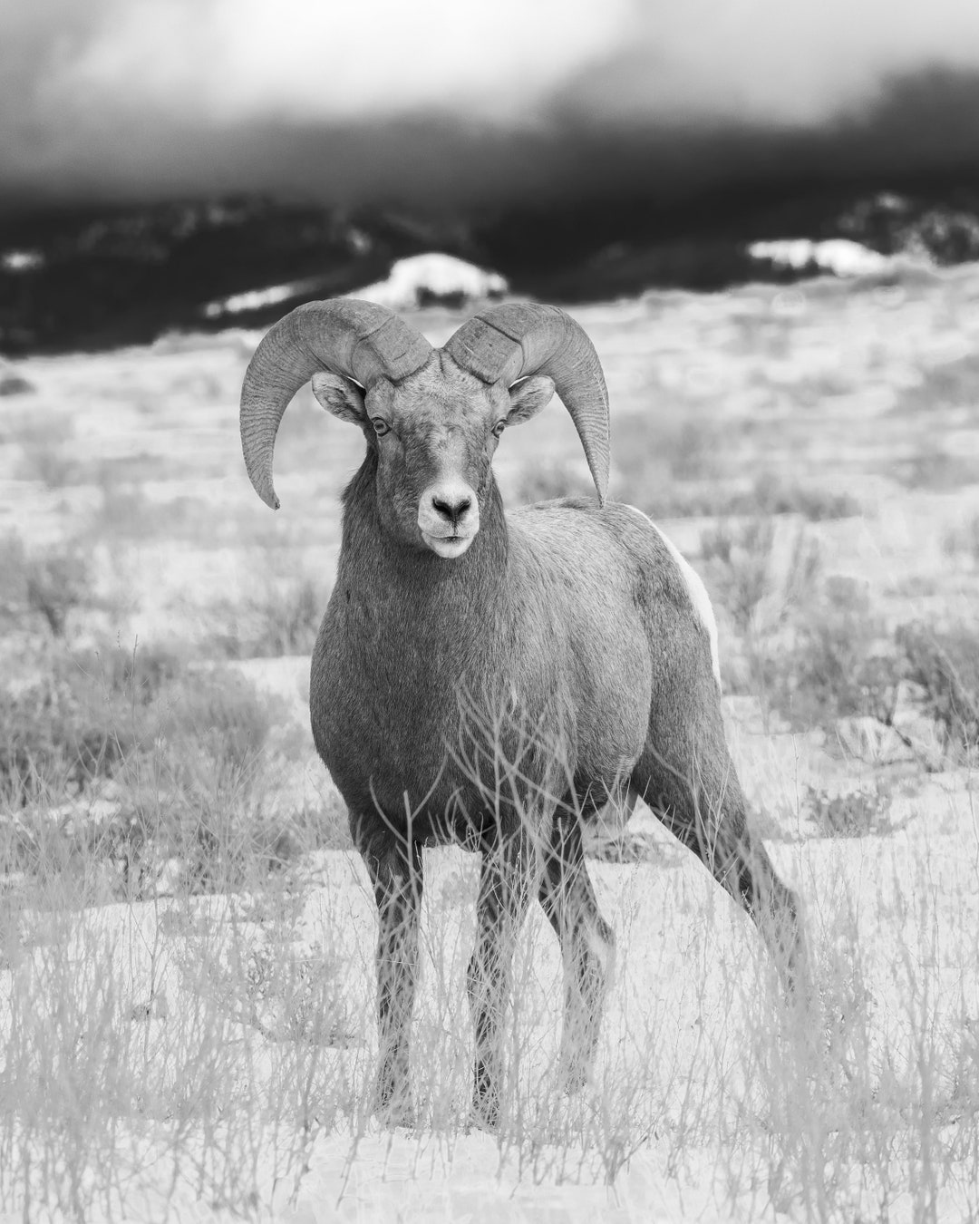 Bighorn Sheep Framed Poster Bighorn Ram Bighorn Sheep Photo Art Ram Art ...
