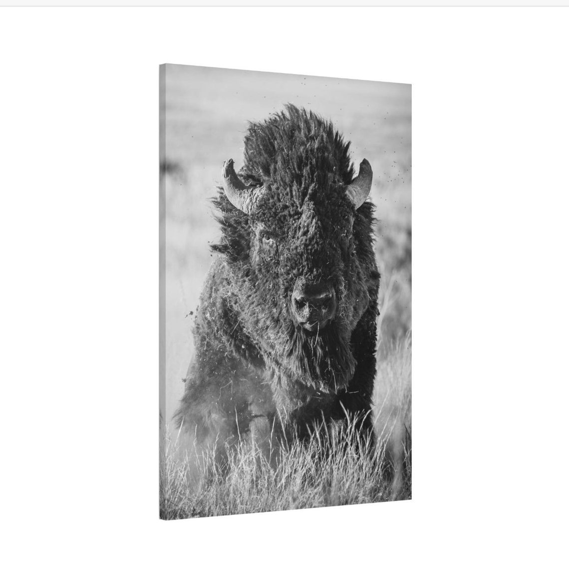 Buffalo Bison Buffalo Photo Bison Photo American Bison Wildlife ...