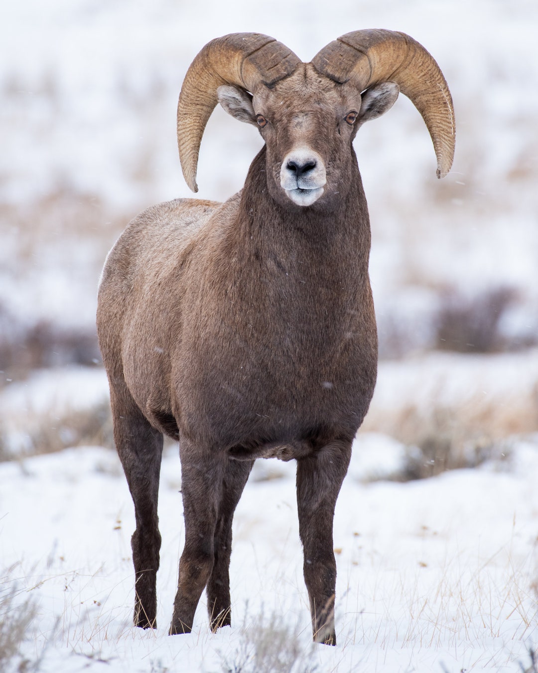 Bighorn Sheep Framed Poster Bighorn Ram Bighorn Sheep Photo Bighorn ...