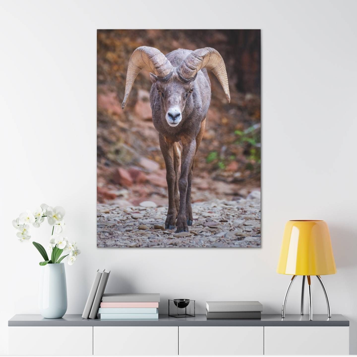 Bighorn Sheep Desert Bighorn Sheep Bighorn Sheep Photo Wildlife ...