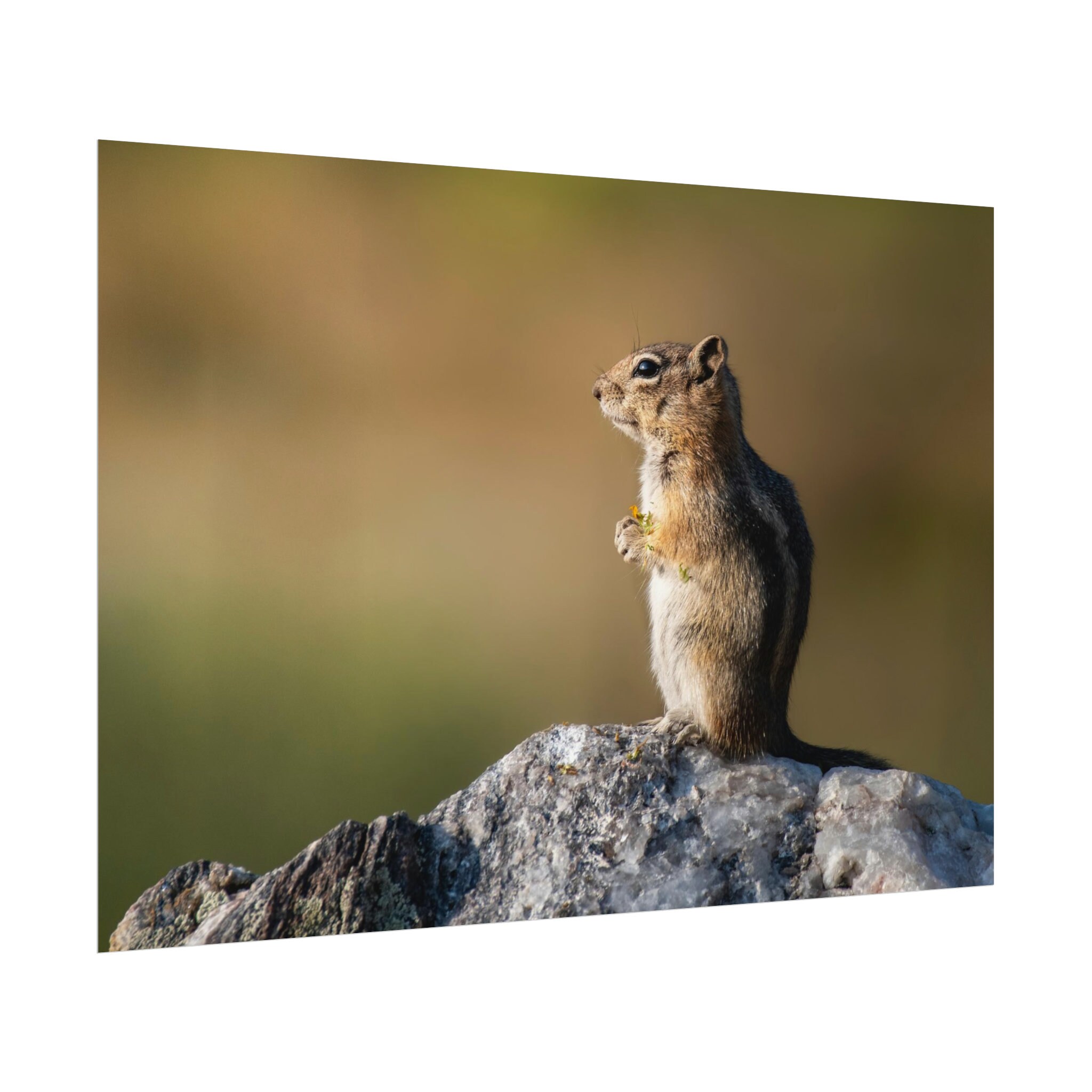 Chipmunk Rolled Poster Chipmunk Print Chipmunk Art Squirrel Photo ...