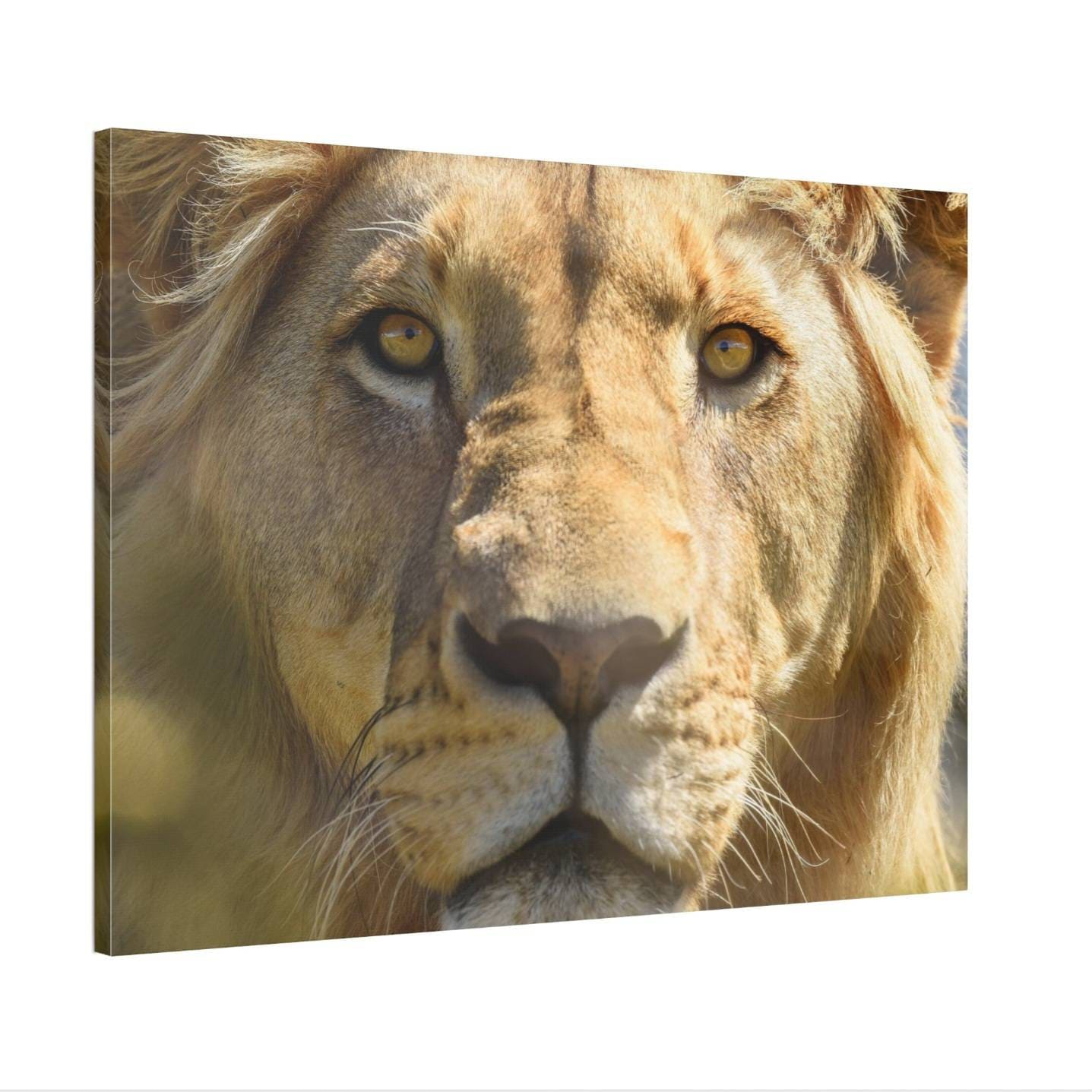 Lion Canvas Print Wall Decor African Lion Lion Photo Lion Photography ...
