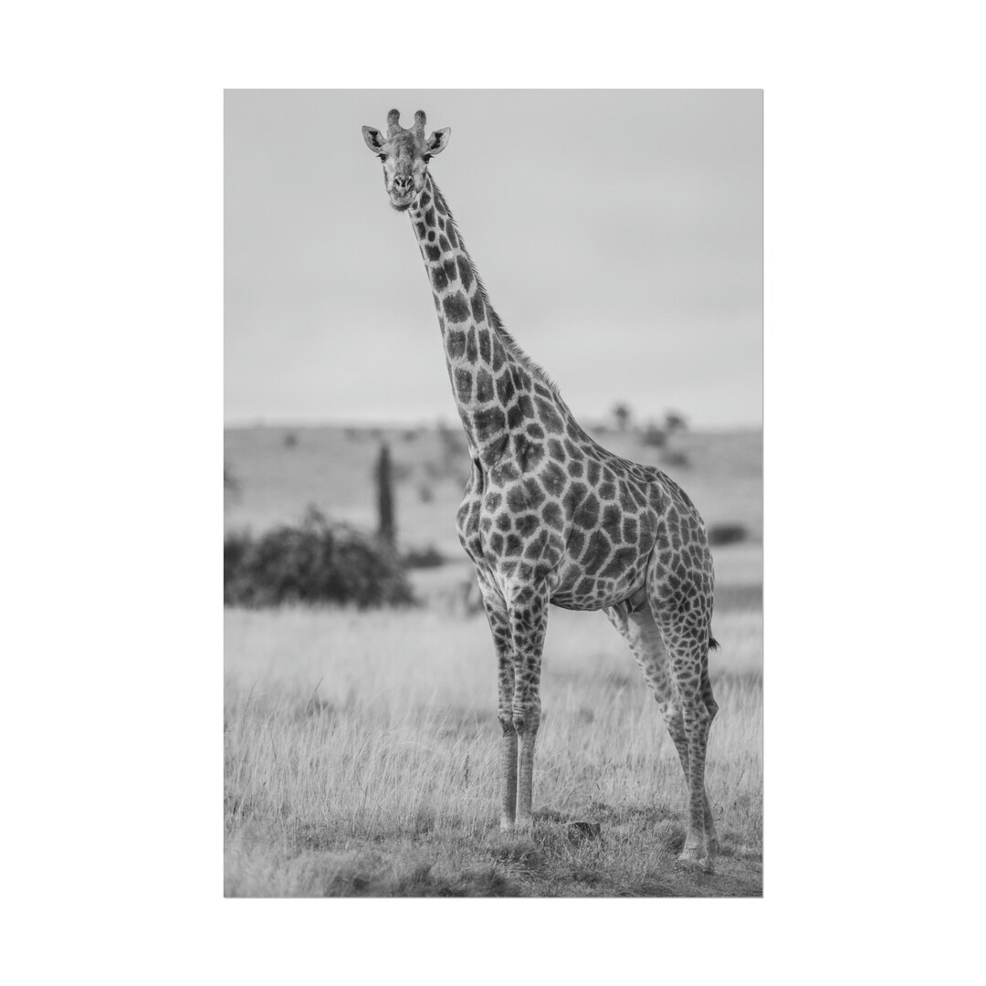 Giraffe Rolled Poster Giraffe Print Giraffe Photo Giraffe Art Giraffe ...