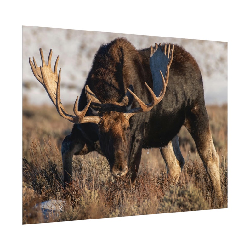 Bull Moose Rolled Poster Moose Decor Moose Print Wildlife Poster ...