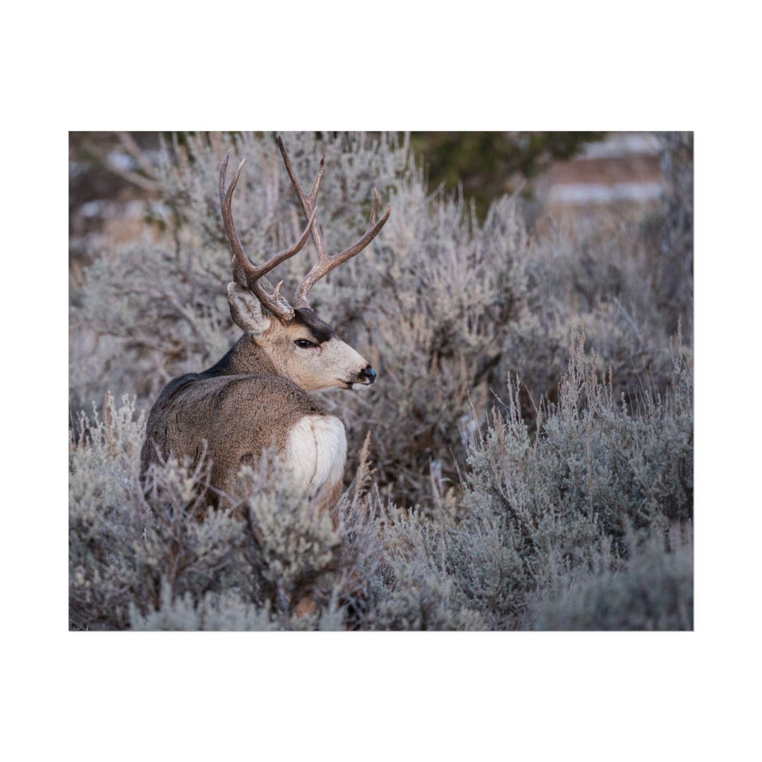 Sagebrush Buck Poster, Rolled Posters, Wildlife Wall Art, Nature Home ...