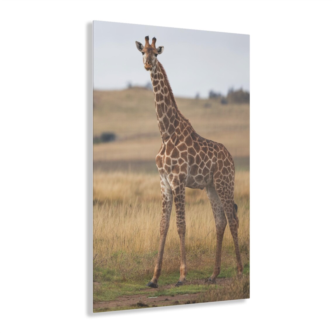 Giraffe Acrylic Print Baby Giraffe Giraffe Print Giraffe Art Wildlife ...
