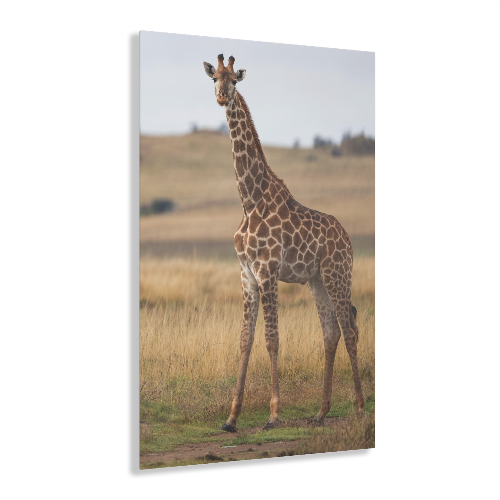 Giraffe Acrylic Print Baby Giraffe Giraffe Print Giraffe Art Wildlife ...