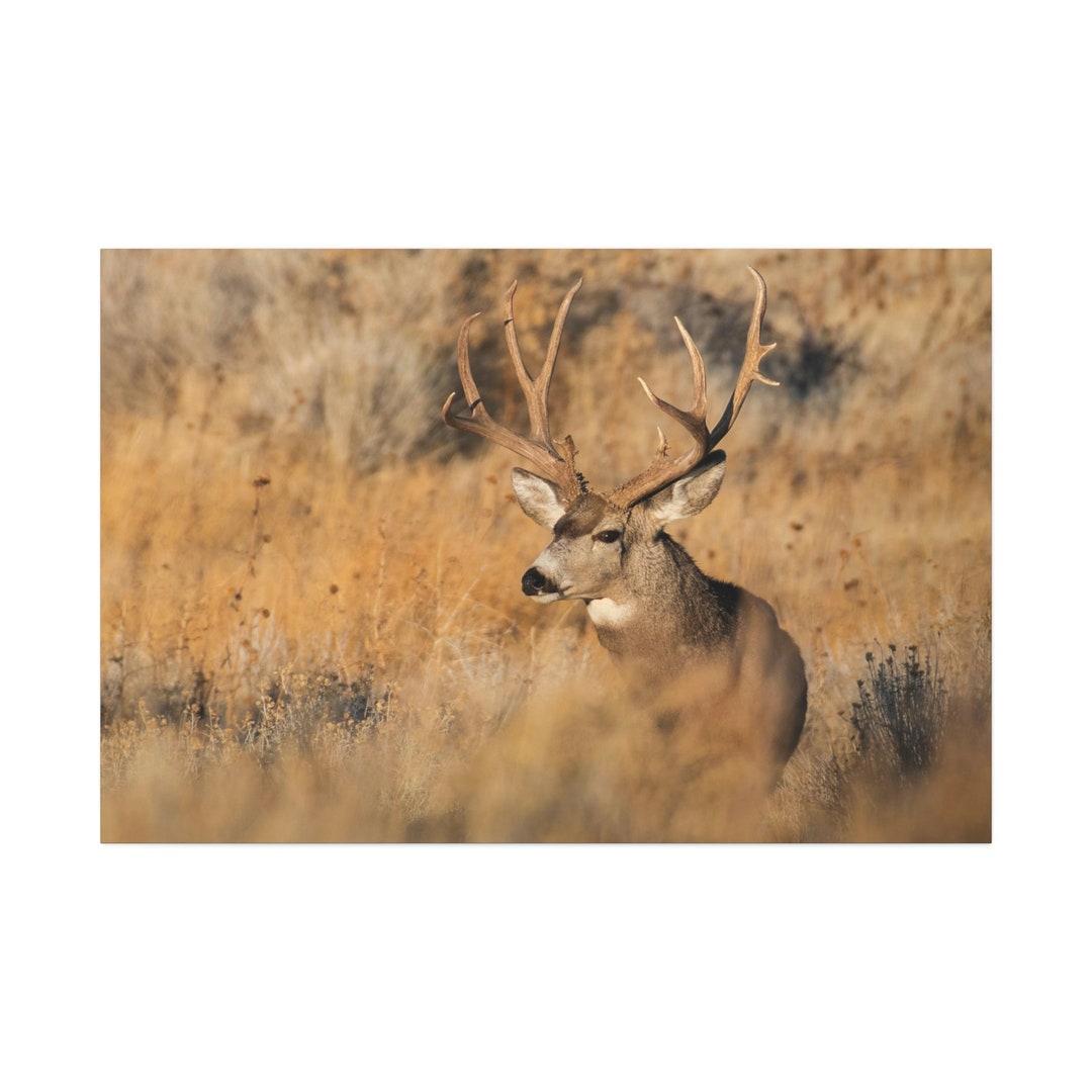 Big Buck Print Canvas Wall Art Home Decor Mule Deer Photo Mule Deer ...