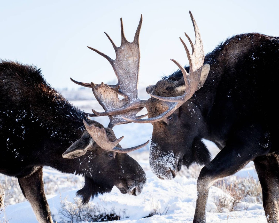 Bull Moose Fight Canvas Print Wall Art Home Decor Moose Photo Bull ...