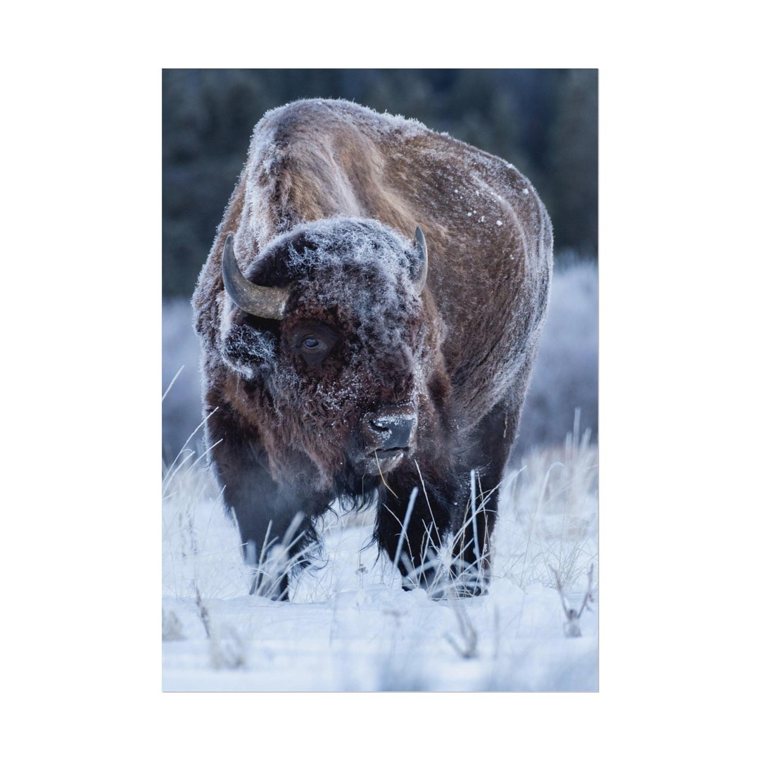 Bison Rolled Poster Wall Art Buffalo American Bison Buffalo Art ...