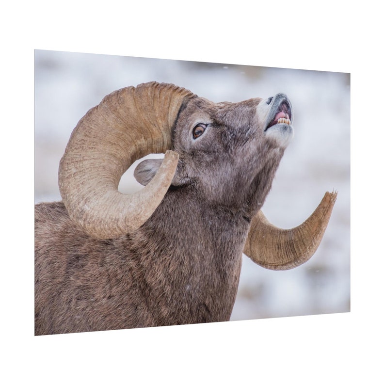 Bighorn Sheep Ram Close up Photo, Lip Curl During Rut, Nature Wall Art ...