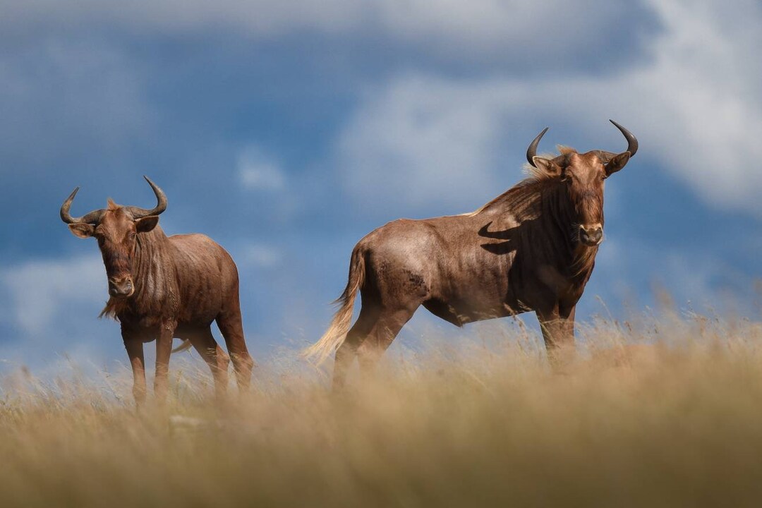 Wildebeest Acrylic Print Golden Wildebeest Wall Art Print Home Decor ...