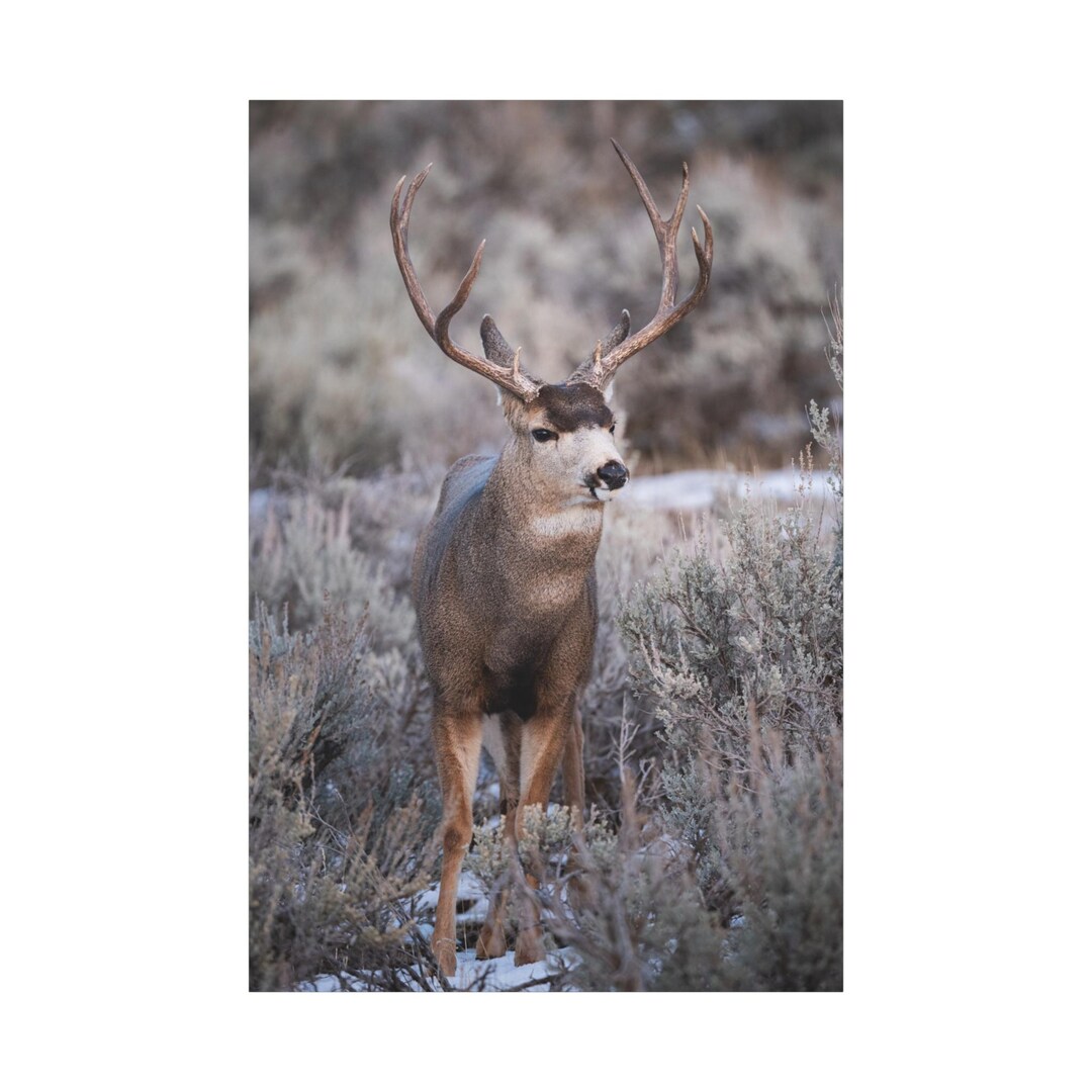 Canvas Print, Wildlife Photo of a Big Mule Deer Buck, Large Stretched ...